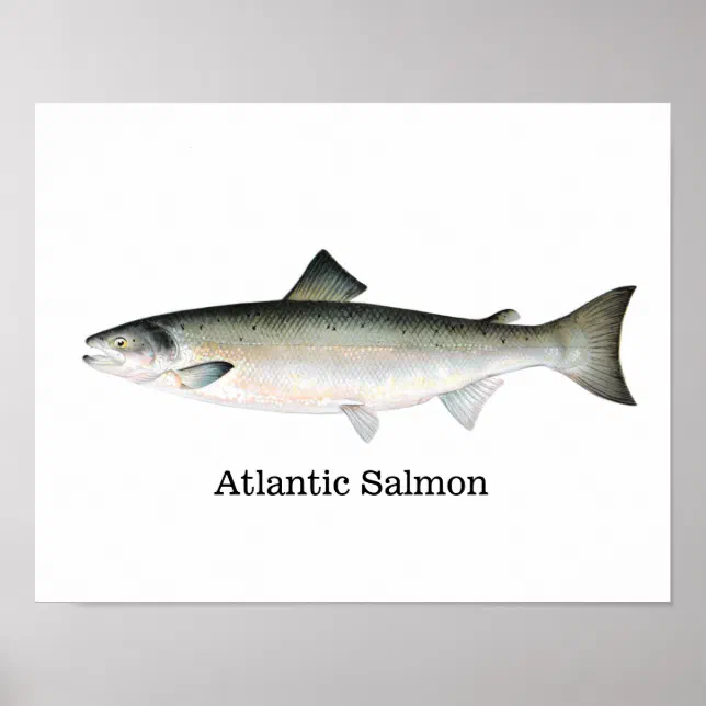Atlantic Salmon Fish Poster | Zazzle