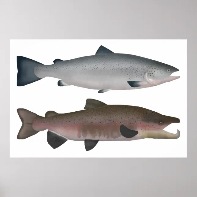 Atlantic Salmon - Ocean and Spawning Phases Poster | Zazzle