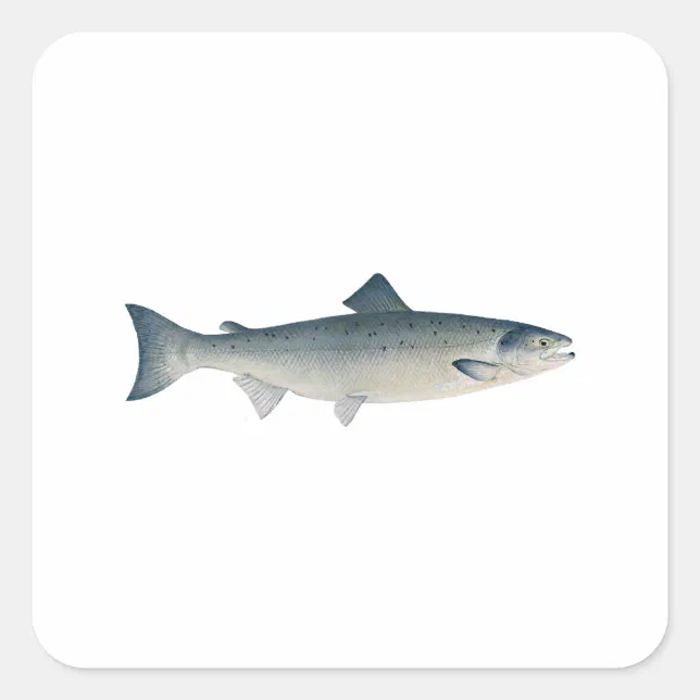 Atlantic Salmon Square Sticker | Zazzle