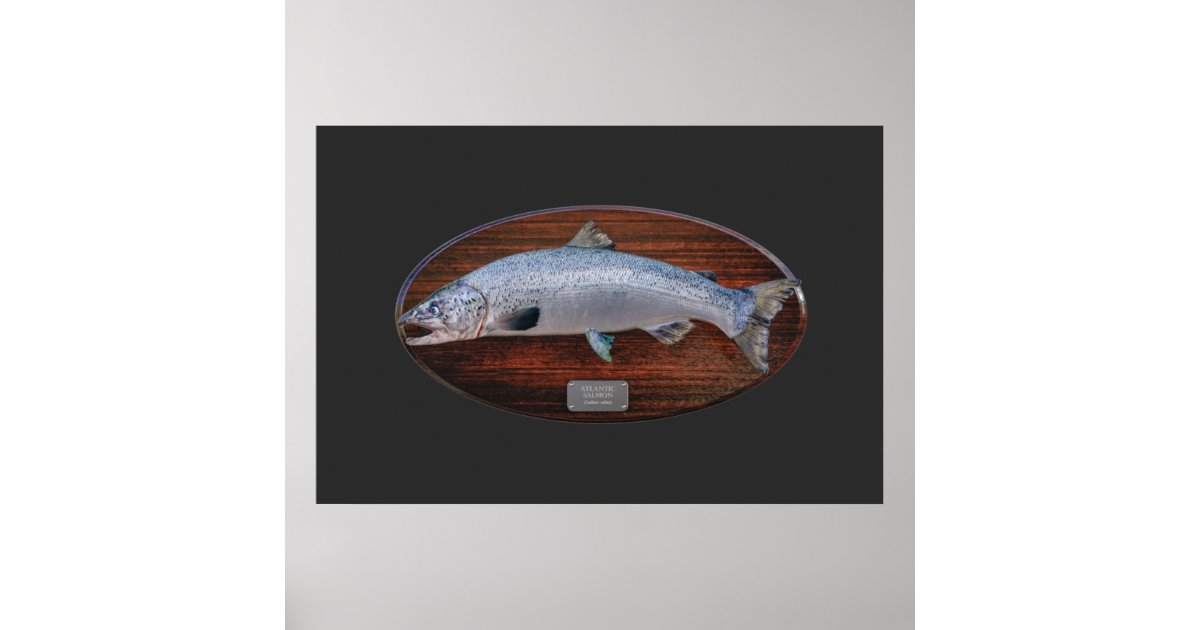 Atlantic Salmon Trophy Display Plaque Poster | Zazzle