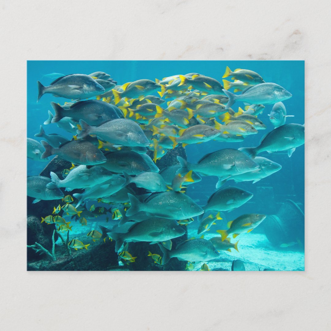 Atlantis Fish Aquarium Postcard | Zazzle
