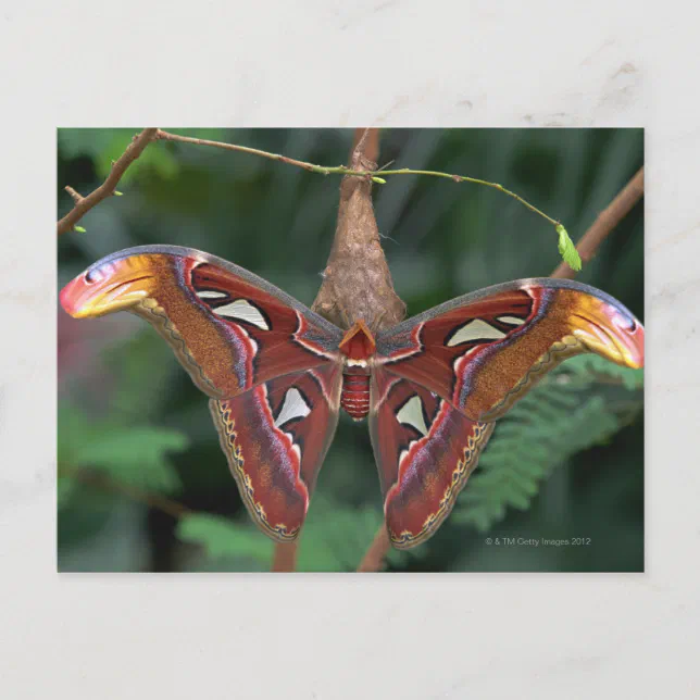 Atlas moth postcard | Zazzle
