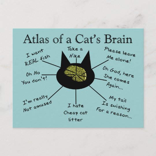 Atlas Of a Cat's Brain Postcard | Zazzle.com