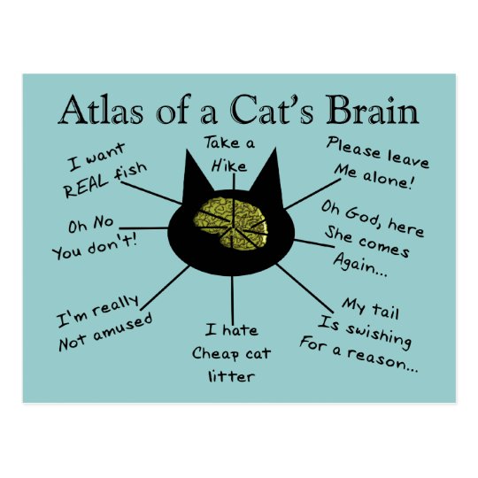 Atlas Of a Cat's Brain Postcard | Zazzle.com