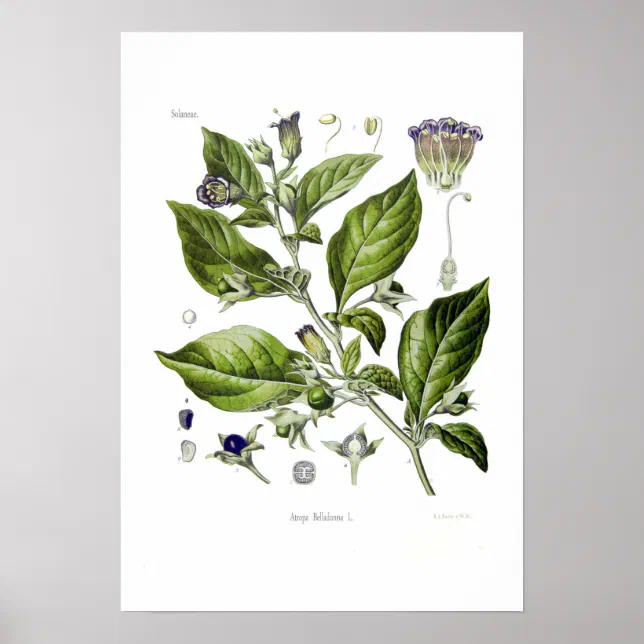 Atropa belladonna (Deadly Nightshade) Poster | Zazzle