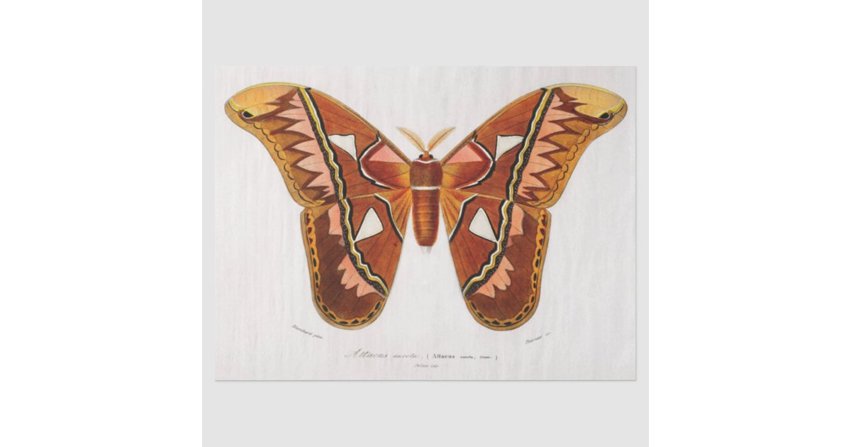 atticus atlas moth tissue paper | Zazzle