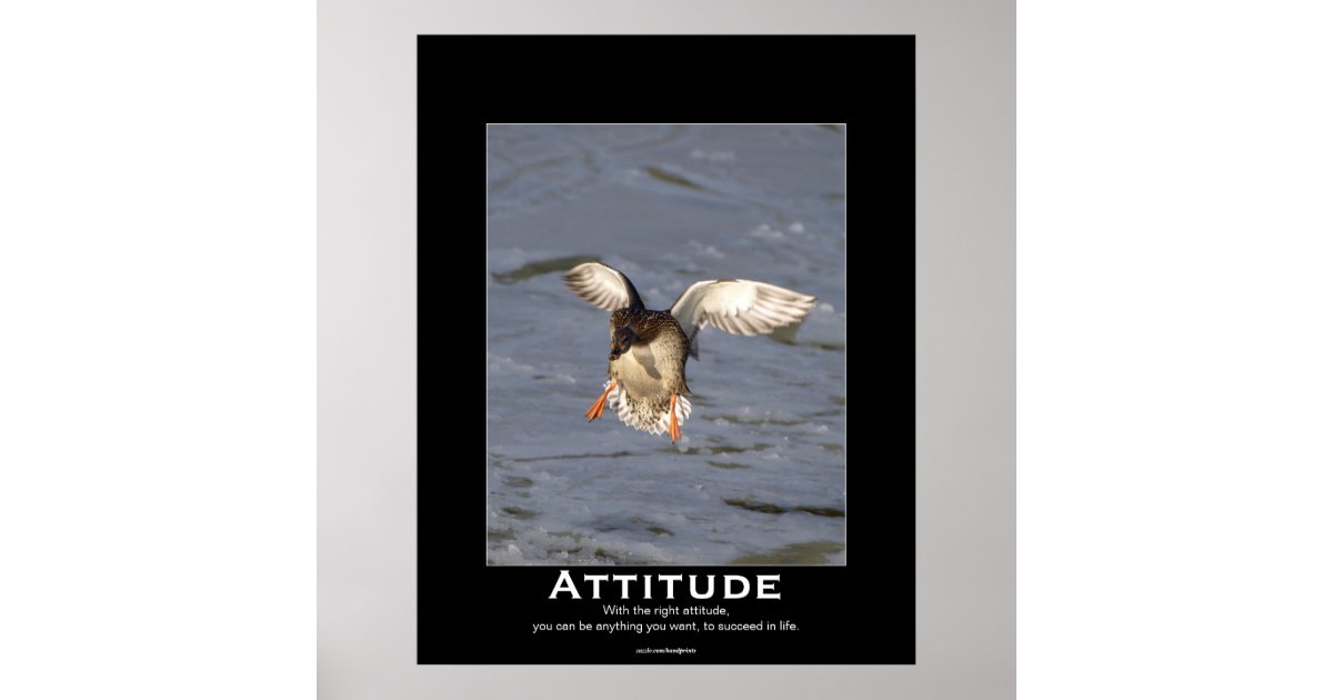 Attitude Mallard Duck Motivational Posters | Zazzle