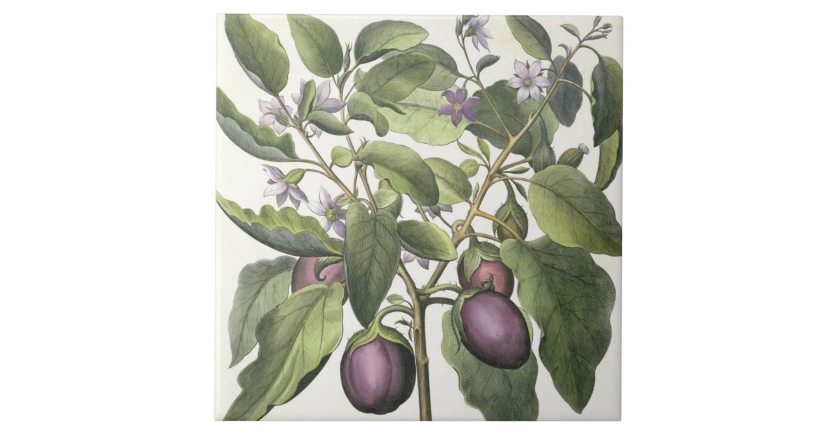 Aubergine: Melanzana fructu pallido, from the 'Hor Tile | Zazzle