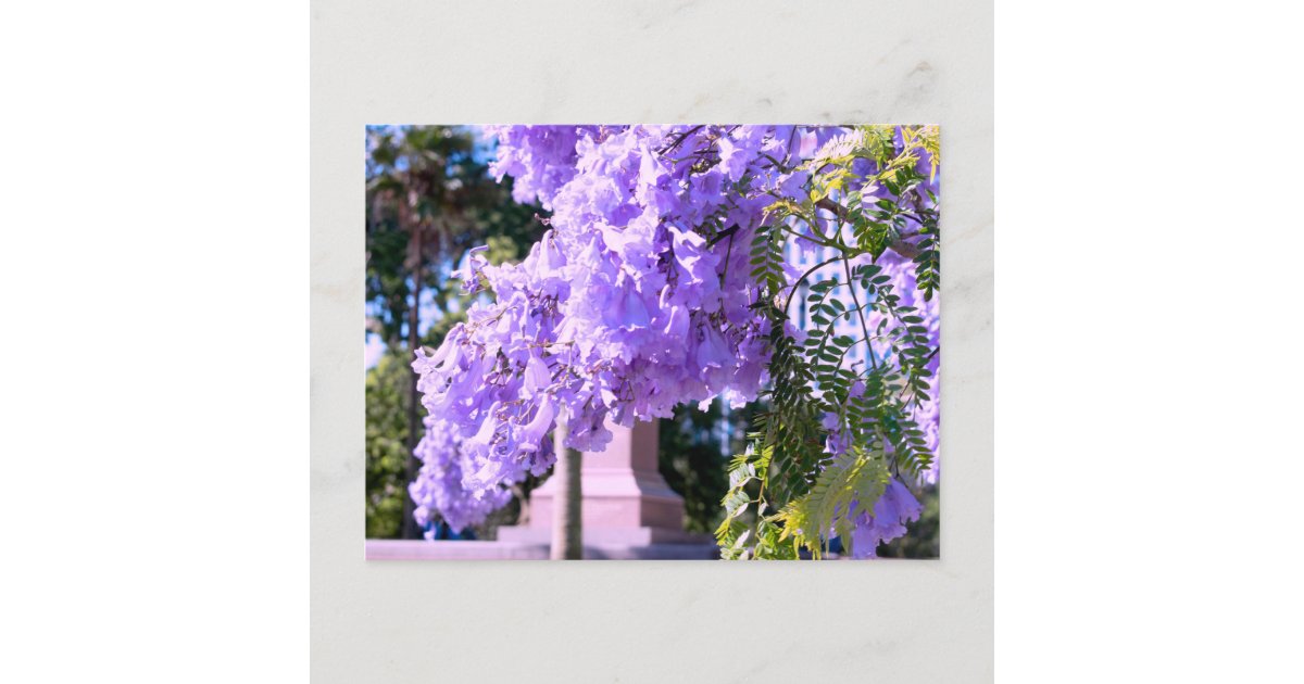 Auckland's Purple Princess Tree Postcard | Zazzle