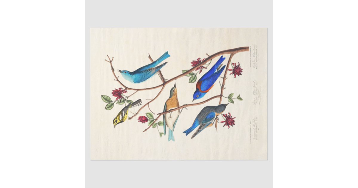 Audobon Bird ephemera tissue paper | Zazzle