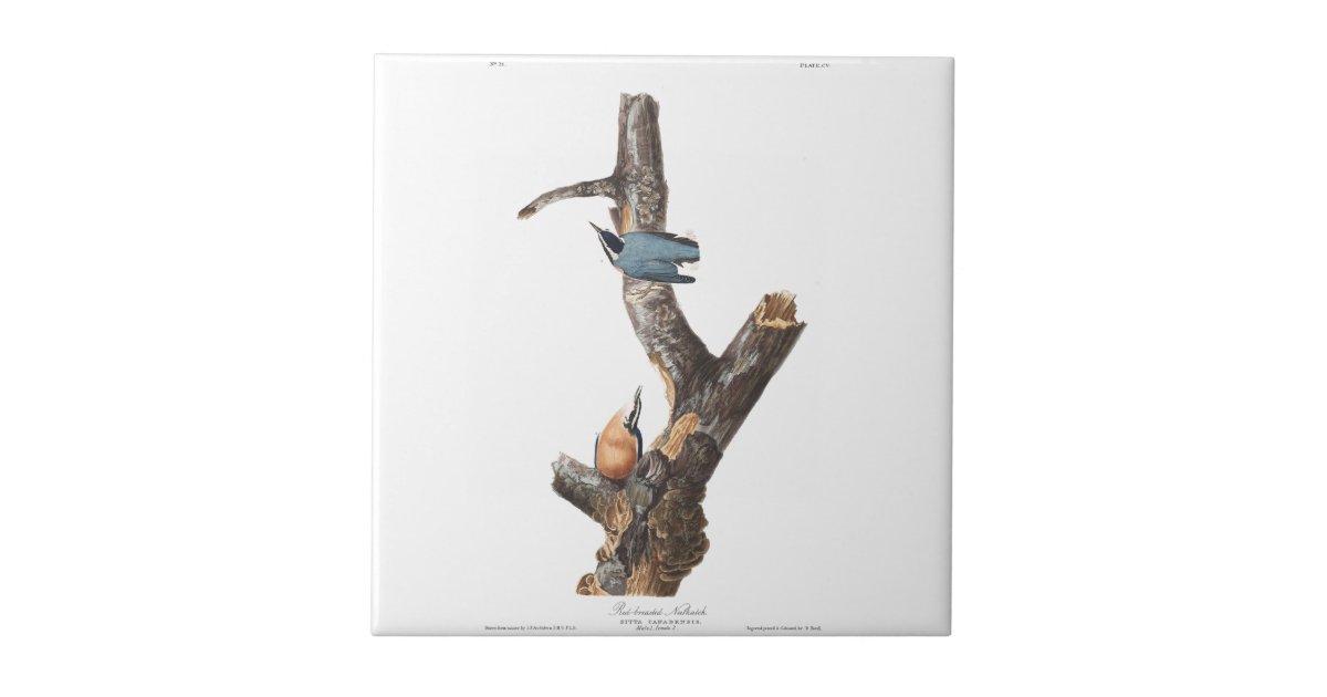 Audobon Red-Breasted Nuthatch Ceramic Tile | Zazzle