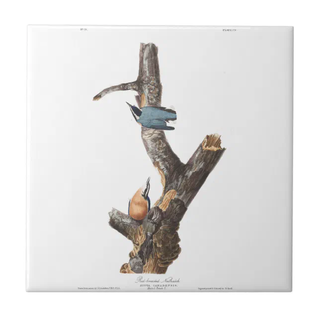 Audobon Red-Breasted Nuthatch Ceramic Tile | Zazzle