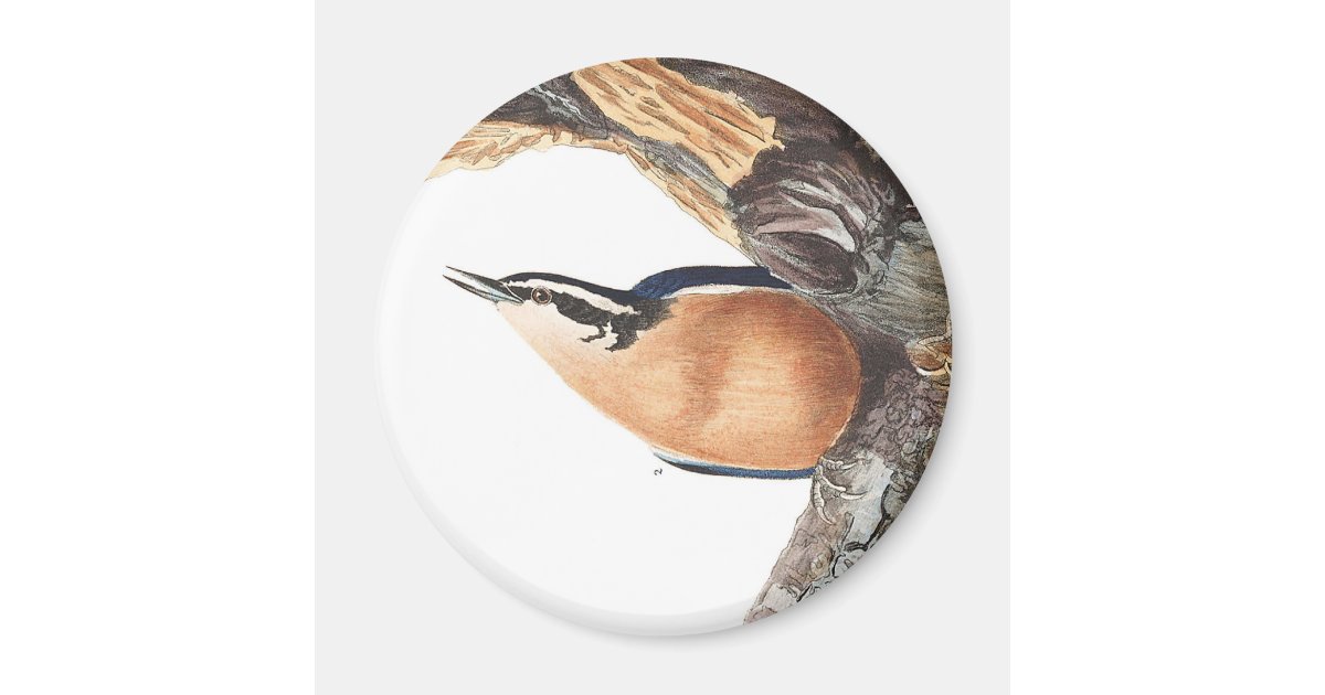 Audobon Red-Breasted Nuthatch Magnet | Zazzle