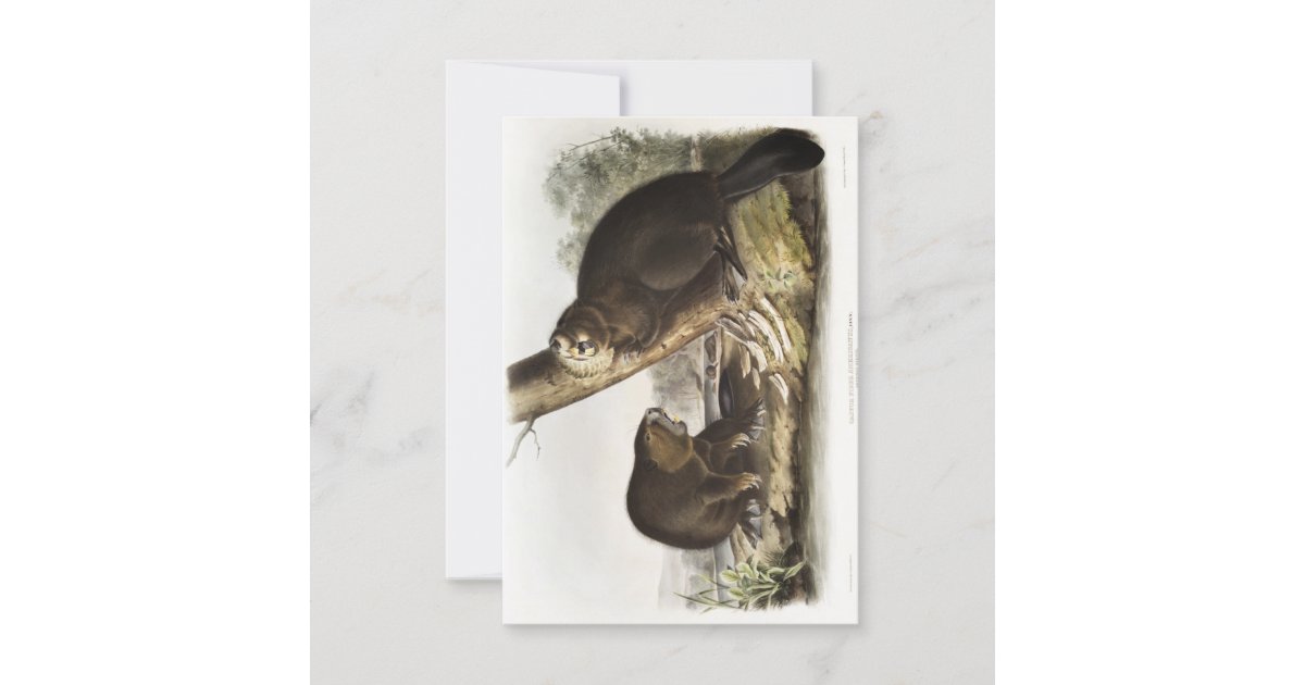 Audubon American Beaver Portrait Invitation | Zazzle