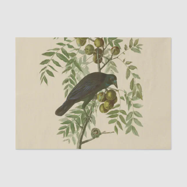 Audubon American Crow Black Bird Tissue Paper | Zazzle