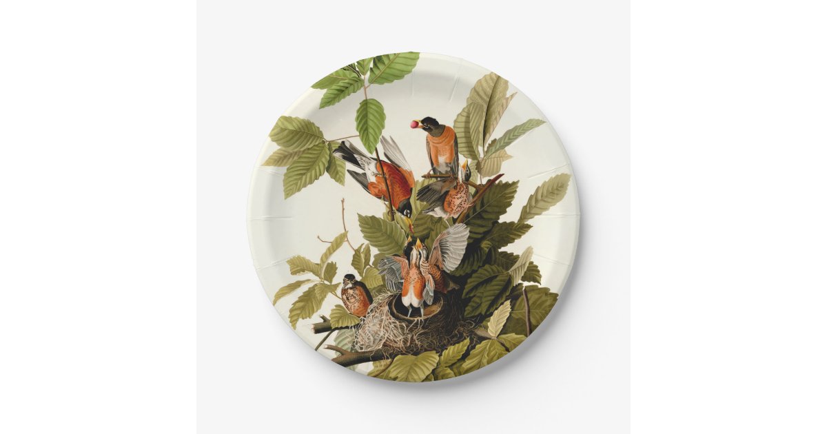 Audubon American Robin Wildlife Bird Illustration Paper Plates | Zazzle