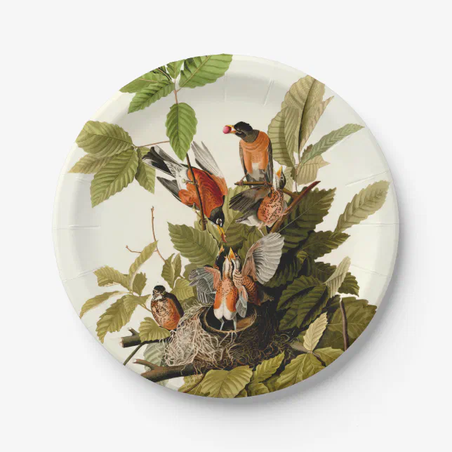 Audubon American Robin Wildlife Bird Illustration Paper Plates | Zazzle