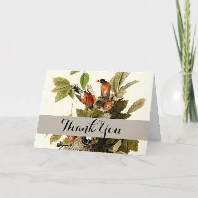 Audubon American Robin Wildlife Bird Illustration Thank You Card | Zazzle