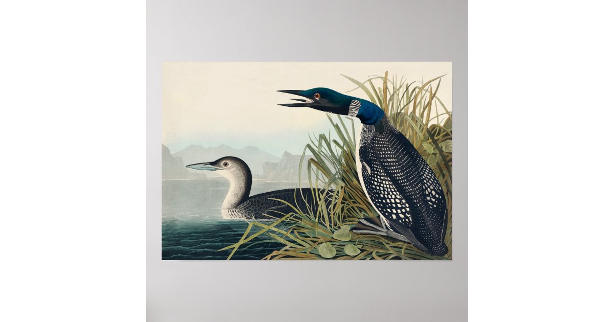 Audubon Bird Loon Diver Classic Poster | Zazzle