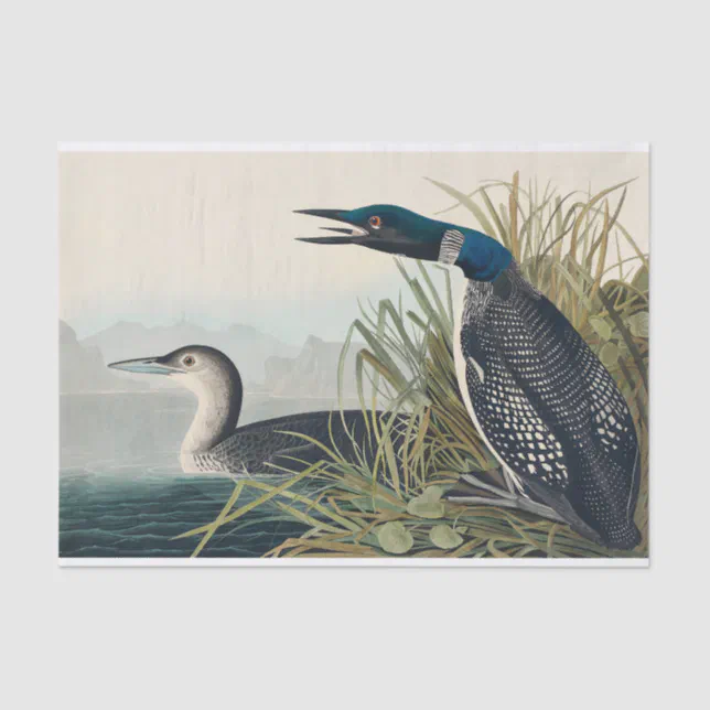 Audubon Bird Loon Diver Classic Tissue Paper | Zazzle