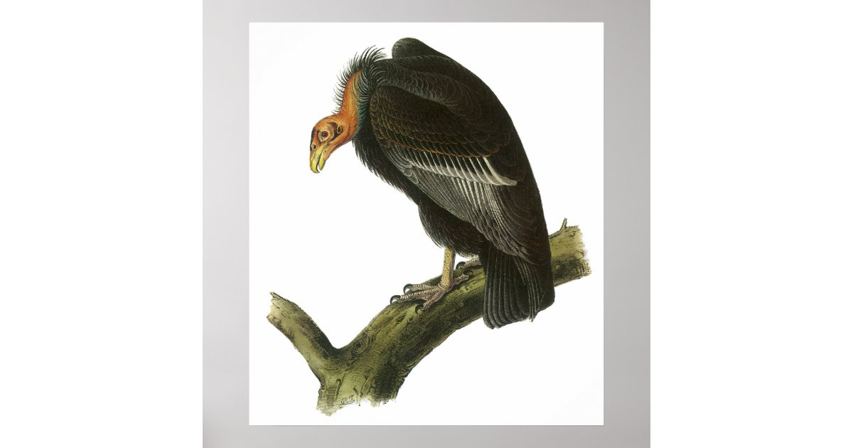 Audubon California Condor Poster | Zazzle