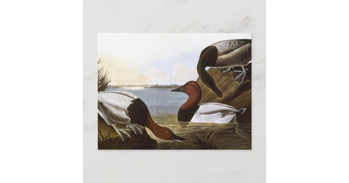 Audubon: Canvasback Postcard | Zazzle