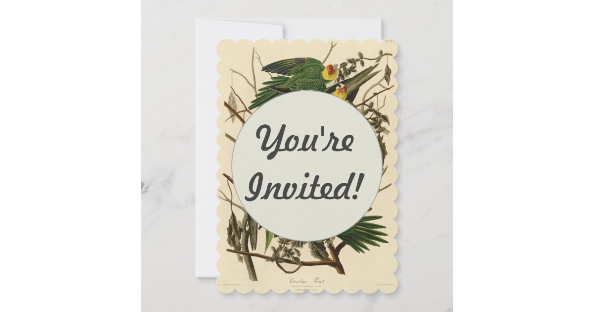 Audubon Carolina Parrot Bird illustration Invitation | Zazzle