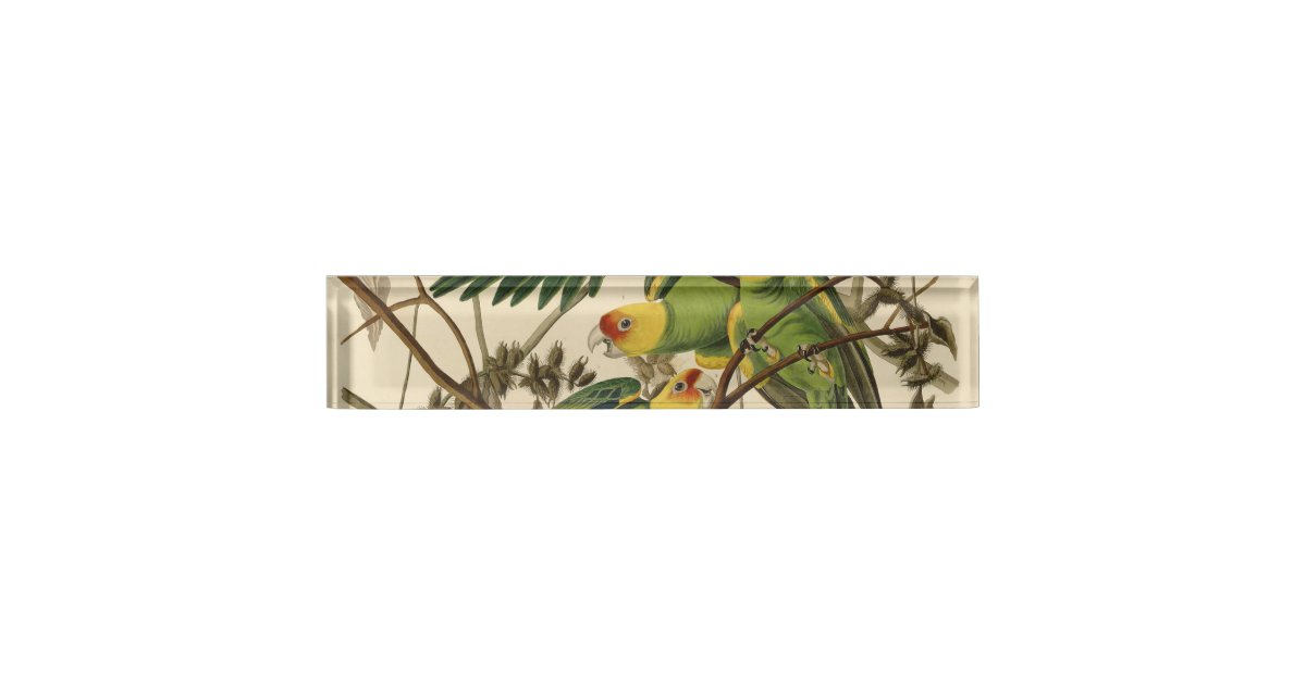 Audubon Carolina Parrot Bird illustration Nameplate | Zazzle