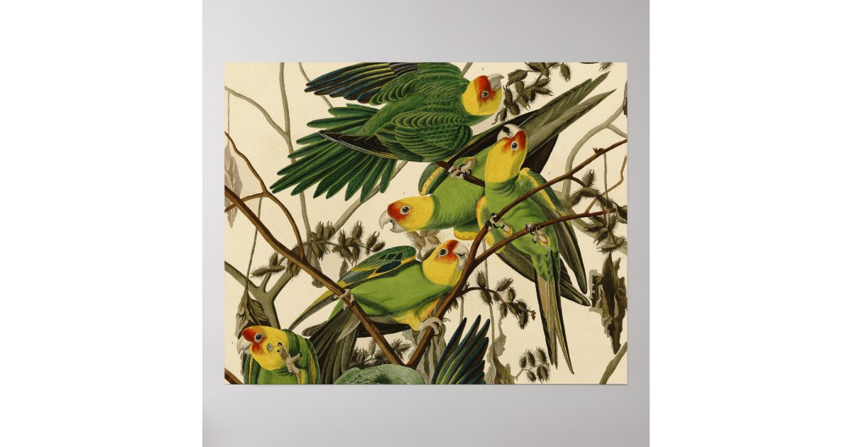Audubon Carolina Parrot Bird illustration Poster | Zazzle