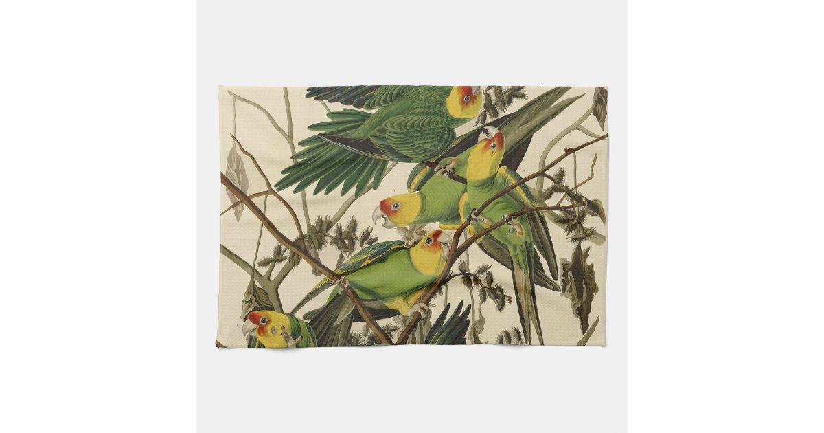 Audubon Carolina Parrot Bird illustration Towel | Zazzle