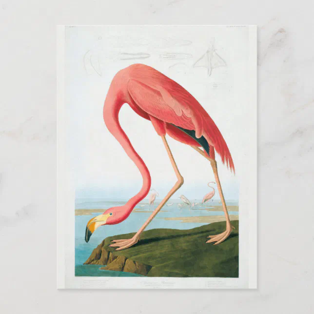 Audubon Flamingo Postcard | Zazzle