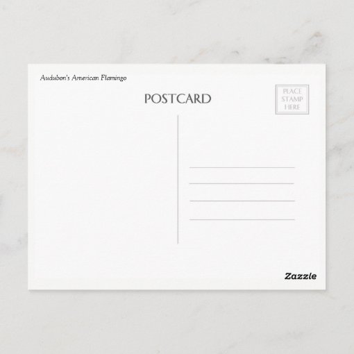 Audubon Flamingo Postcard | Zazzle