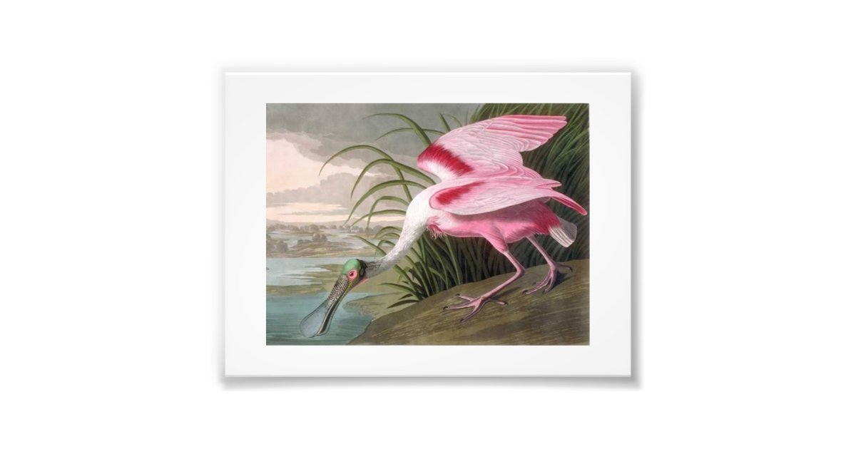 Audubon Illustration Spoonbill Photo Print | Zazzle