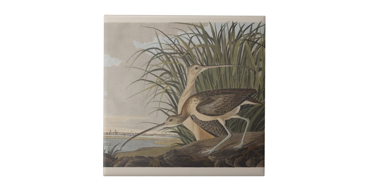 Audubon Long-Billed Curlew Bird Ceramic Tile | Zazzle