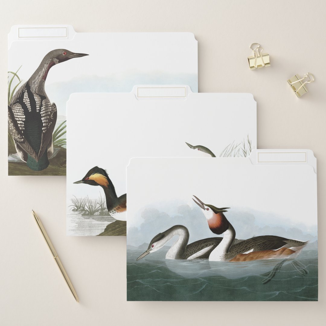 Audubon Loon & Grebe Birds Wildlife File Folders | Zazzle