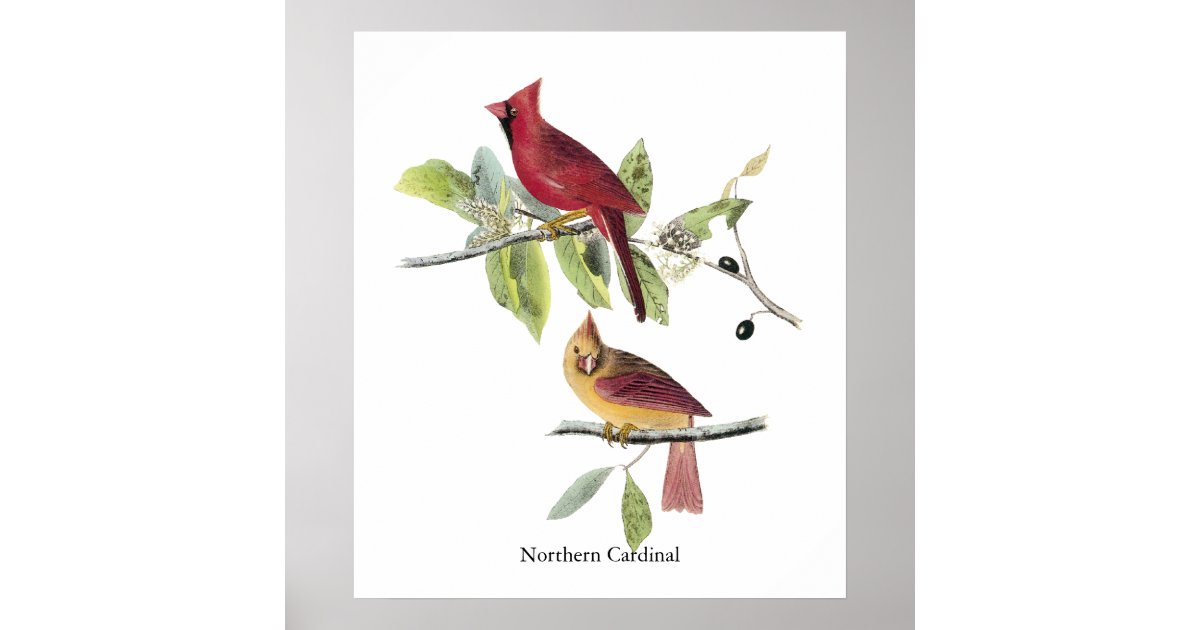Audubon Northern Cardinal Poster | Zazzle