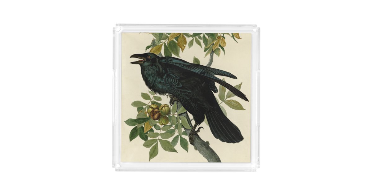 Audubon Raven Bird Classic Artwork Acrylic Tray | Zazzle
