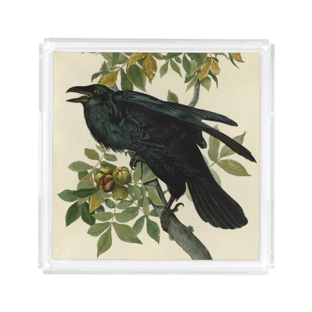 Audubon Raven Bird Classic Artwork Acrylic Tray | Zazzle