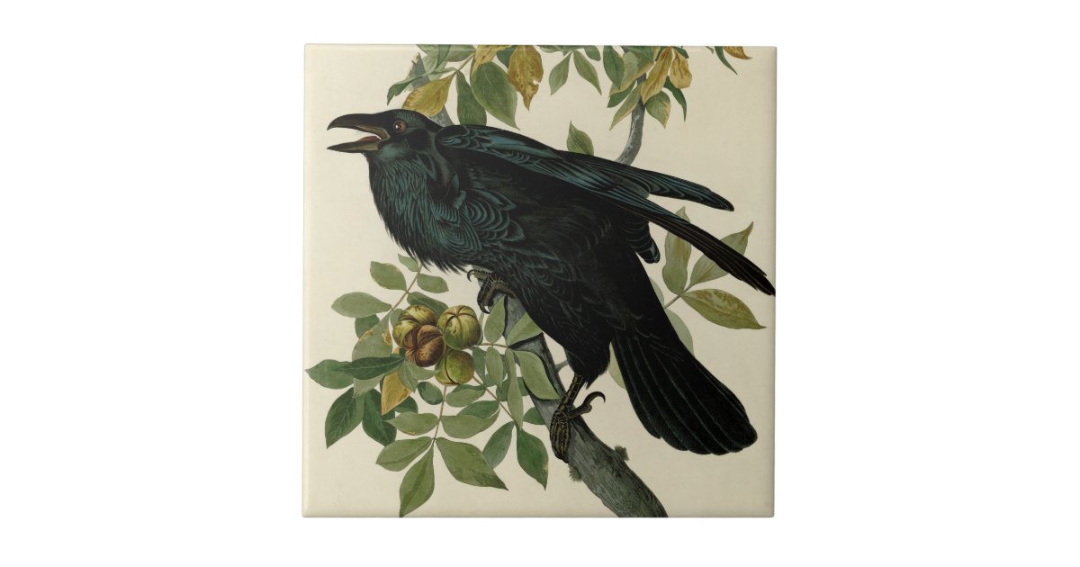 Audubon Raven Bird Classic Artwork Ceramic Tile | Zazzle