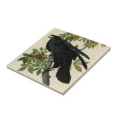 Audubon Raven Bird Classic Artwork Ceramic Tile | Zazzle