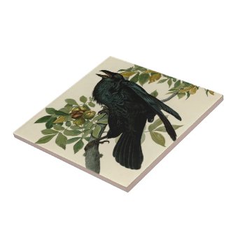 Audubon Raven Bird Classic Artwork Ceramic Tile | Zazzle