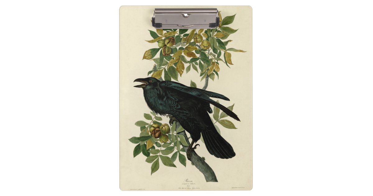 Audubon Raven Bird Classic Artwork Clipboard | Zazzle