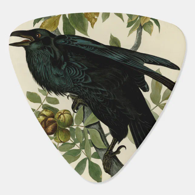 Audubon Raven Bird Classic Artwork Guitar Pick | Zazzle