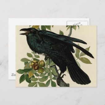 Audubon Raven Bird Classic Artwork Postcard | Zazzle