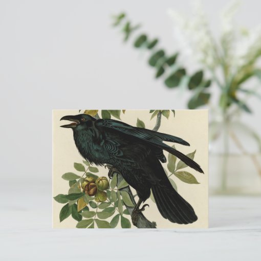 Audubon Raven Bird Classic Artwork Postcard | Zazzle