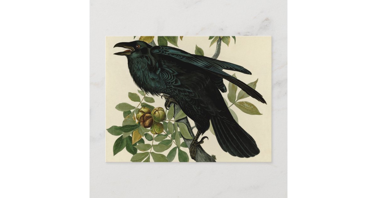 Audubon Raven Bird Classic Artwork Postcard | Zazzle