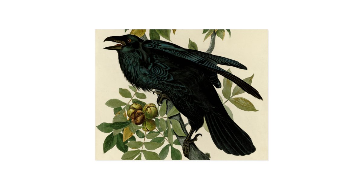 Audubon Raven Bird Classic Artwork Postcard | Zazzle.com