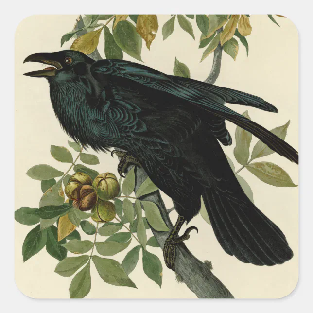 Audubon Raven Bird Classic Artwork Square Sticker | Zazzle