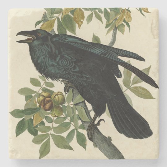 Audubon Raven Bird Classic Artwork Stone Coaster | Zazzle.com