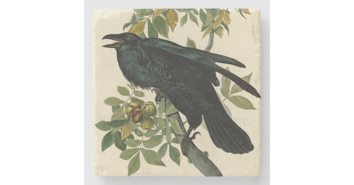 Audubon Raven Bird Classic Artwork Stone Coaster | Zazzle